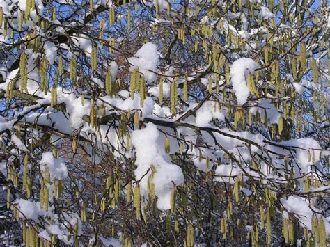 February Trees And Shrubs Flickr