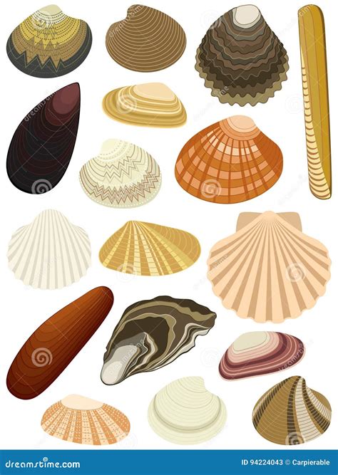 Shells Bivalve Stock Vector Illustration Of Isolated 94224043
