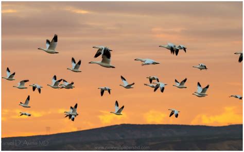 Flock Of Birds Wallpapers Wallpaper Cave