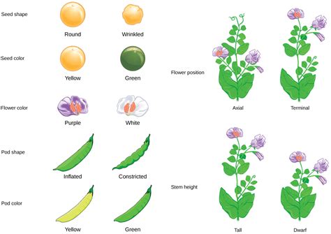 Genetics Worksheet Trait Of The Pea Plant Gregor Mendel Ask A