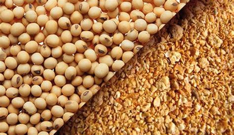 Vad Industries Leading Soybean Exporter In India