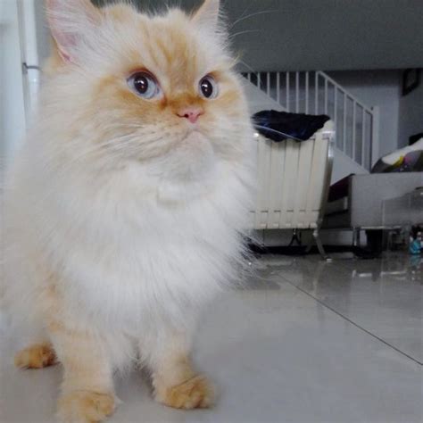 Flame Point Himalayan Kittens