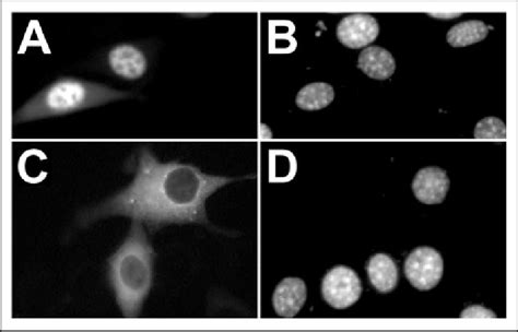 The Phosphorylation Mimic S523e Mutant Of Gfp5 Lo Is Cytoplasmic In