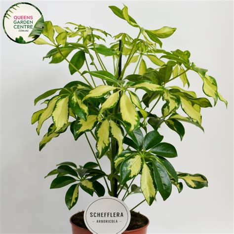 Buy Schefflera Arboricola Jaqueline Online In Australia Queens Garden