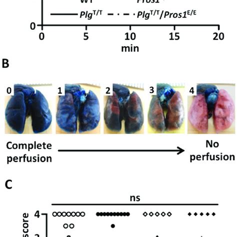Survival Time And Lung Perfusion Defect After Tissue Factor Induced Pe Download Scientific