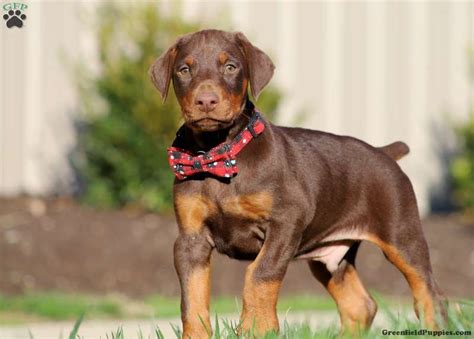 Doberman Pinscher Puppies For Sale Greenfield Puppies