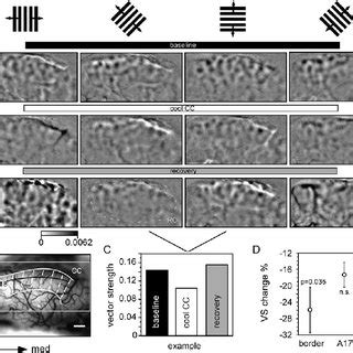 A Single Condition Maps From The Right Visual Cortex Obtained With Download Scientific