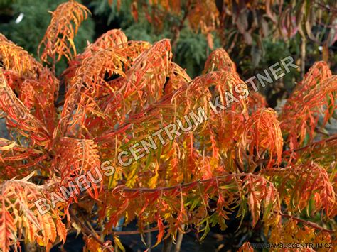 Rhus Typhina Tiger Eyes škumpa Orobincová Bambuscentrumcz