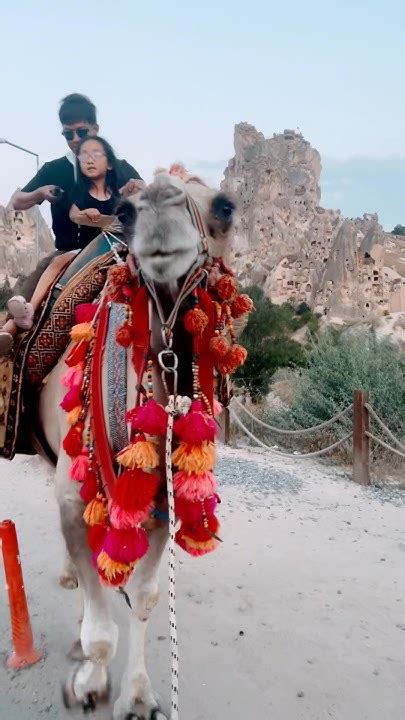 Camel Summer Holiday Explore Desert Turkey Cappadocia