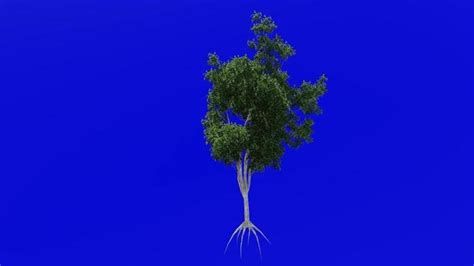 Growing Tree Animation Stock Video Footage For Free Download