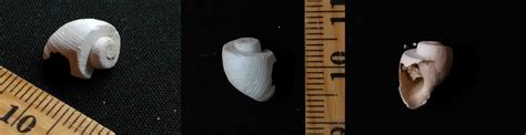 Florida Gastropod Id Help Fossil Id The Fossil Forum