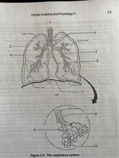 Diagram Of Respiratory System Quizlet