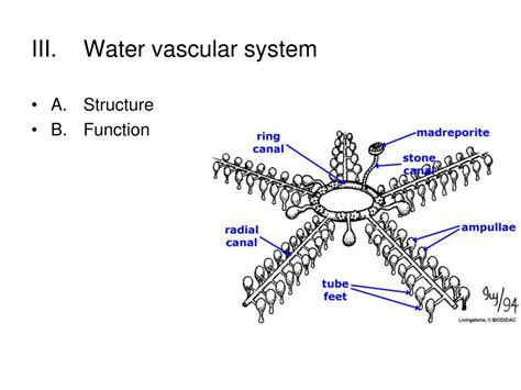 Ppt Echinoderms Powerpoint Presentation Free Download Id 5440496