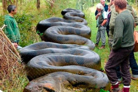 ¡estos Trabajadores Encontraron Una Serpiente Gigante No Creerás Lo