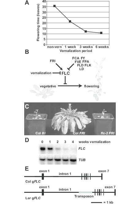 The Role Of Flc In Vernalization Requirement And Response A A Download Scientific Diagram