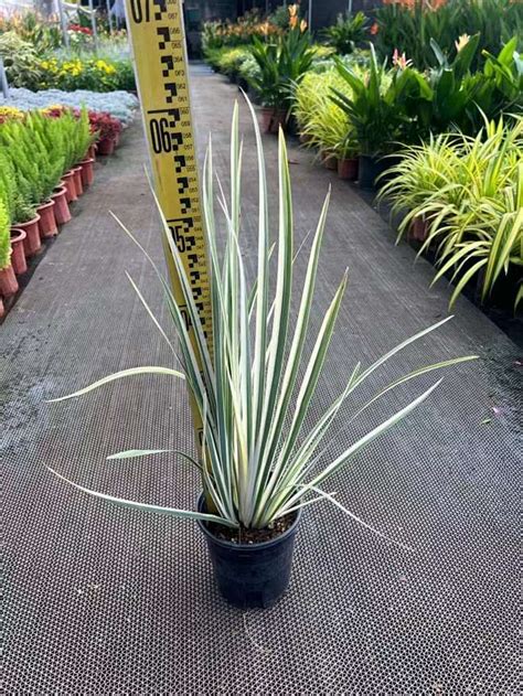 花叶玉蝉花