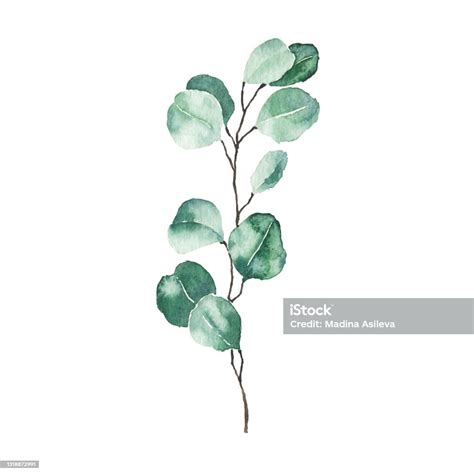 흰색 배경에 고립 된 수채화 유칼립투스 녹색 잎 손으로 그린 은 달러 유칼립투스 지점 녹지 꽃 잎 허브 식물 삽화 가을에 대한 스톡 벡터 아트 및 기타 이미지 Istock