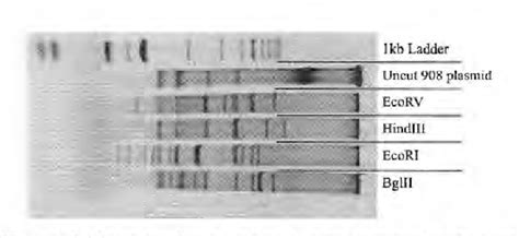 Staphylococcus Agnetis Semantic Scholar