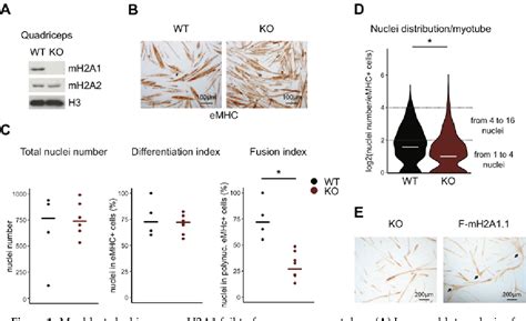 Figure 1 From The Histone Variant Macroh2a1 Regulates Key Genes For Myogenic Cell Fusion In A