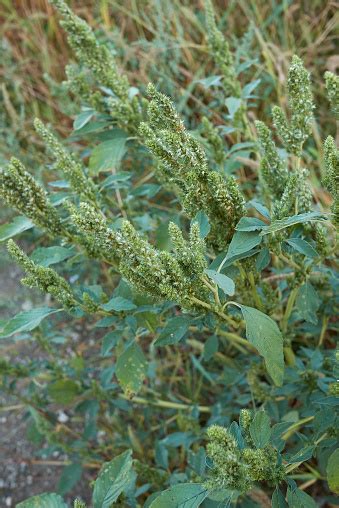 Tanaman Segar Amaranthus Retroflexus Foto Stok Unduh Gambar Sekarang Common Purslane Alam