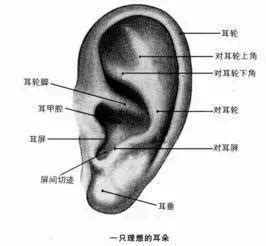 面相心理学你耳朵上有痣吗看看代表什么