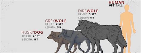 What Is A Direwolf Wolf Stuff