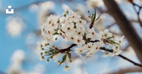 흰 꽃을 가진 나무의 가지 사진 Unsplash의 무료 바탕 화면 배경 무늬 이미지