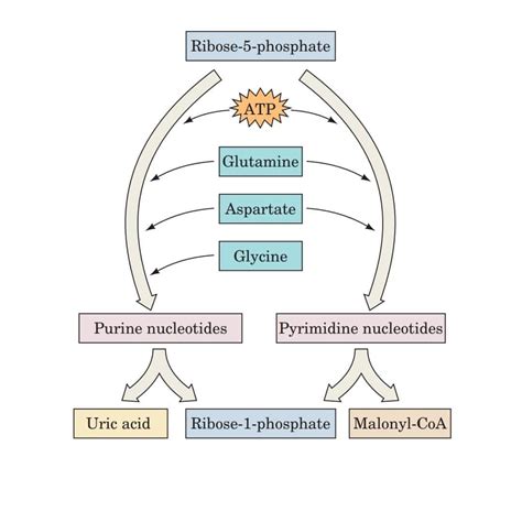Summary Of Nucleotide Metabolism Biochemistry Notes