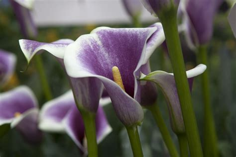 Zantedeschia Calla Picasso Plants To Your Door