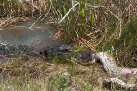 Alligator Caught On Camera Chowing Down A Massive Python Video