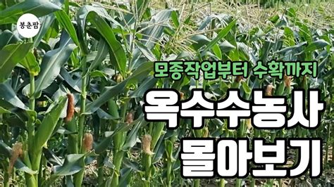 봉춘팜 농사과정 옥수수농사 과정 한번에 몰아보기 홍천찰옥수수 미백2호 Youtube