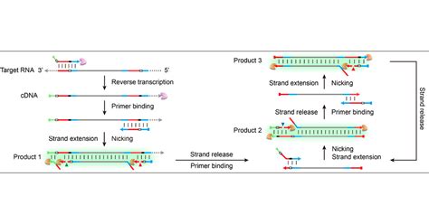 An Ultrasensitive One Pot Rna Detection Method Based On Rationally Engineered Cas9 Nickase