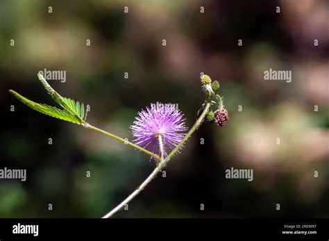 Putri Malu The Shameplant Mimosa Pudica Mimosa Plant Sensitive Grass Flower With Bokeh