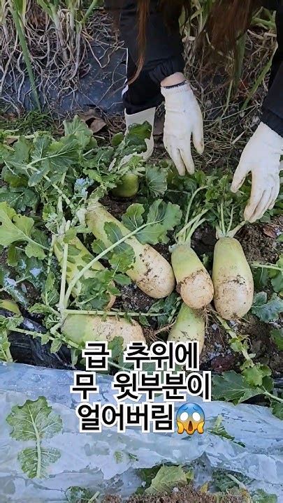 무가 얼었어요😨 김장준비 무우 Youtube