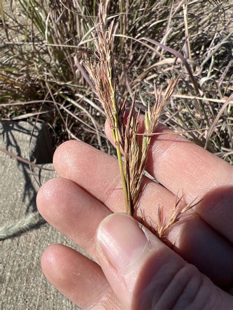 Grass Flowering Roboflow Universe