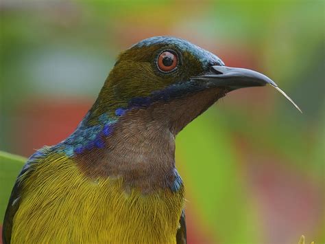 Brown Throated Sunbird Photograph By Dao Tan Phat Fine Art America