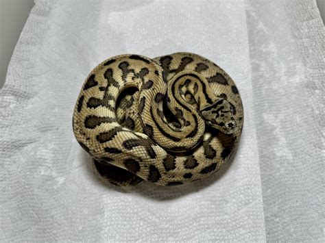 Arboreal Boas Pythons Faunaclassifieds