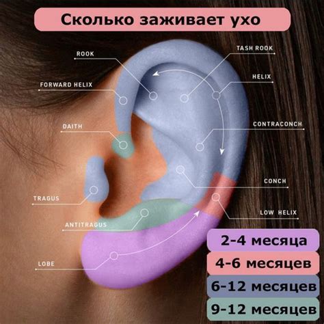Как правильно заживить прокол ушей Piercing Chart Cute Ear Piercings Ear Piercings