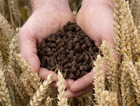 Nestlé And Cargill Use Cocoa Shell In New Lowcarbon Fertiliser
