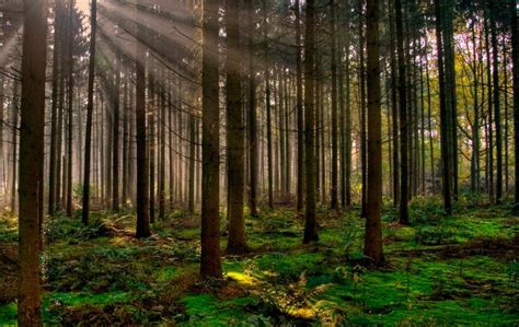 Bosque Qué Es Ejemplos Características Clima Flora Y Fauna