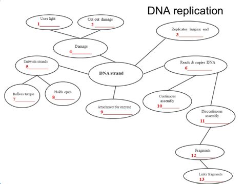 DNA Replication Reads Copies DNA 6 Assembly Chegg Com