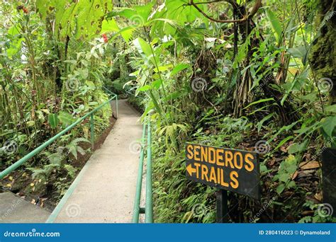 Hiking Trail At Monteverde Cloud Forest Costa Rica Stock Image Image