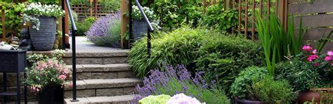 Examples Of Container Plants