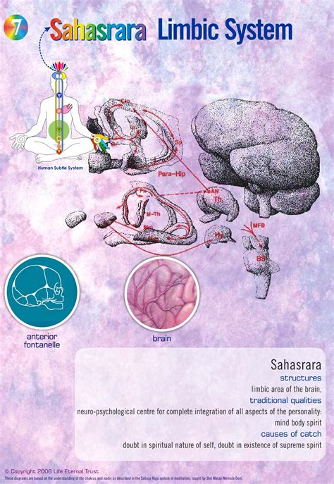 Autonomic Nervous System Chakras And Corresponding Plexuses Spreading Sahaja Yoga