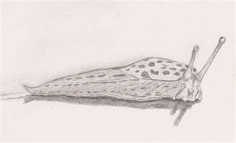 Slug Sketch At Explore Collection Of Slug Sketch