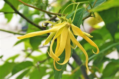 Ylang Ylang Boosts Heart Health, Moods and Energy - Esthique Natural ...