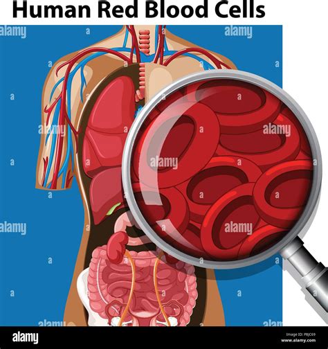 Anatomy Of A Red Blood Cell
