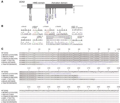 Mutation Analysis Of Sox2 A Schematic Diagram Of The Single Exon