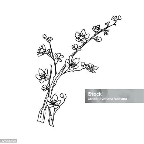 흰색 배경에 꽃이 있는 사쿠라 가지 벡터 윤곽 그림입니다 꽃 식물에 대한 스톡 벡터 아트 및 기타 이미지 꽃 식물 라인아트 중국 문화 Istock