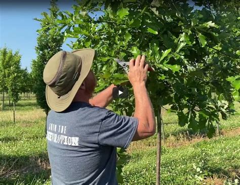 Pruning Oak Trees Archives Spring Grove Nursery